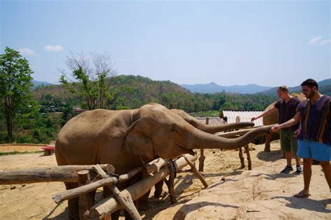 치앙마이 코끼리 보호소 2 두피디아 여행기