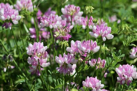 Знаете ли вы, что вика посевная — эффективное растение для ...