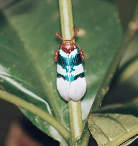 Scamandra Selene · Naturalista Colombia