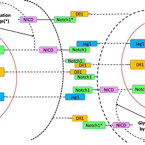 System For Signal Integration In The Intracellular And Intercellular Download Scientific
