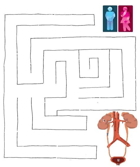 Imagenes Del Sistema Excretor Para Colorear Imagui