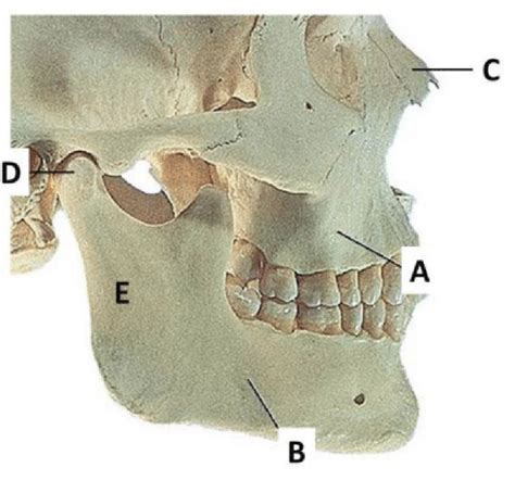 Facial Bones From Quiz Diagram Quizlet