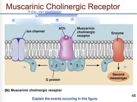 Muscarinic Cholinergic Receptor St Diagram Quizlet