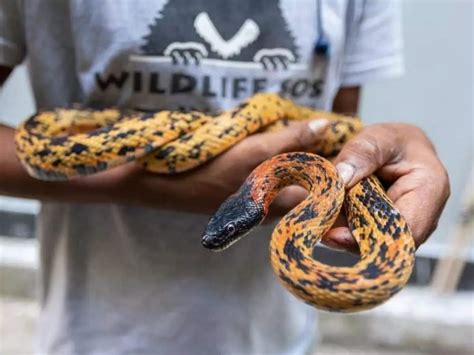 Sumer Coming Snake Coming Too Be Careful Australian Woman Looks