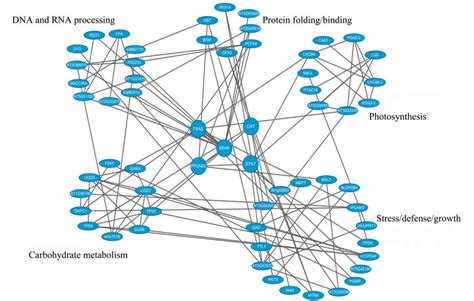 Protein Protein Interaction Networks Of Some Important Phosphoproteins
