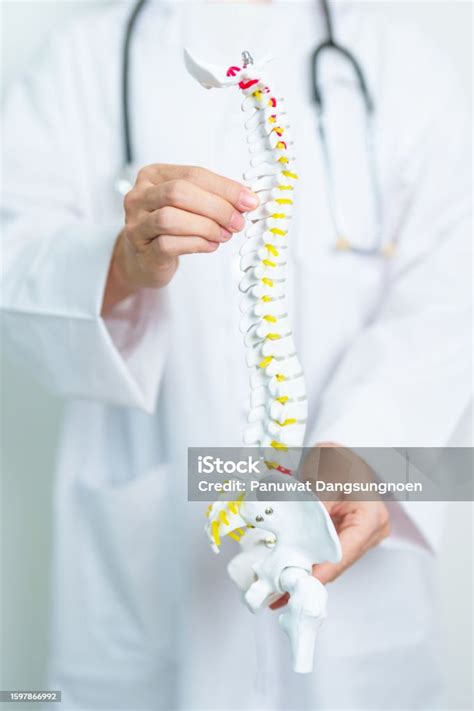 인간 척추 해부학 모델을 가진 의사 척수 장애 및 질병 허리 통증 요추 천골 골반 경부 흉부 미골 정형 외과 의사 척추 교정 지압 요법 사무실 증후군 및 건강 정형외과의에