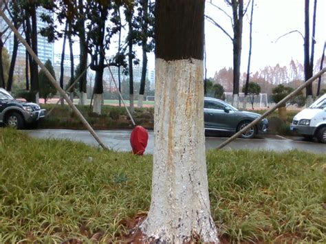 Trunk Model Object Detection Dataset And Pre Trained Model By Yolov8detect