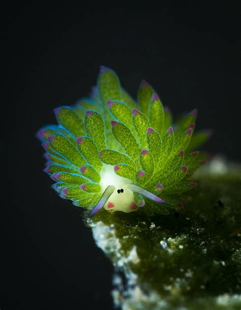 Meet The Leaf Sheep The Absolute Cutest Slug On Earth