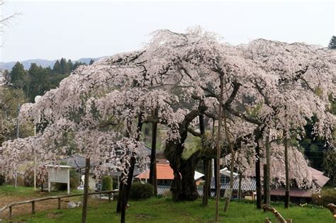 小生瀬地蔵桜茨城県大子町 野鶲のフィールドノート