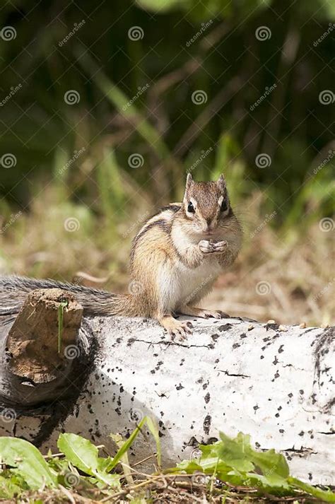 Siberian Chipmunk Stock Image Image Of Amur Chipmunk 15524273