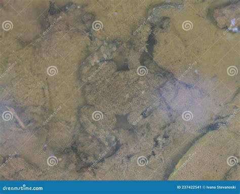 Single Adult Of The Yellow Bellied Toad Stock Image Image Of Anura