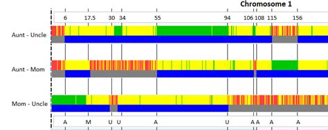 Visual Phasing Of Chromosome 1 Genetic Genealogy Girl