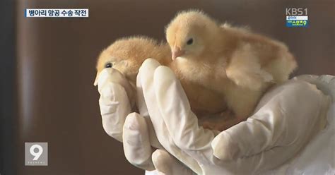 병아리 13만 마리 항공 수송 작전 Ai 극복 안간힘