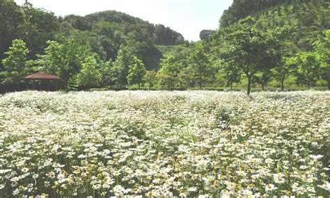 샤스타데이지 꽃밭 오마이포토