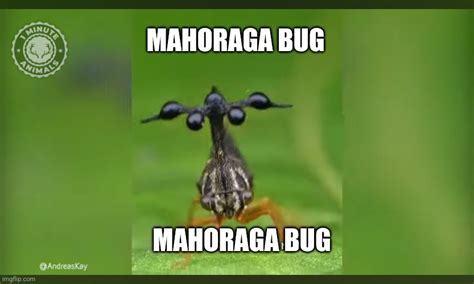 Mahoraga Bug Fandom