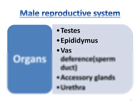 Solution Human Reproductive System Igcse Cbse Icse Biology Teaching