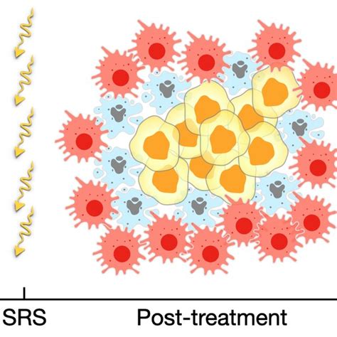 Schematic Representation Of The Populations Involved In The Response To Download Scientific
