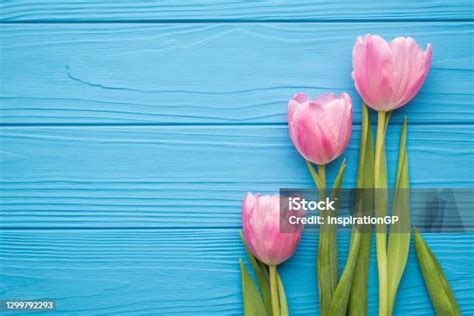 텍스트 디자인을위한 빈 빈 공간이있는 밝은 파란색 책상에 누워 있는 녹색 증기에 파스텔 색 튤립의 평평한 위 쪽 머리 위 보기 사진 3월에 대한 스톡 사진 및 기타 이미지