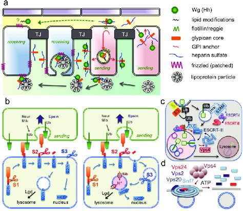 Signal Regulation By Glypicans Endosomal Proteolysis And Lysosomal Download Scientific Diagram