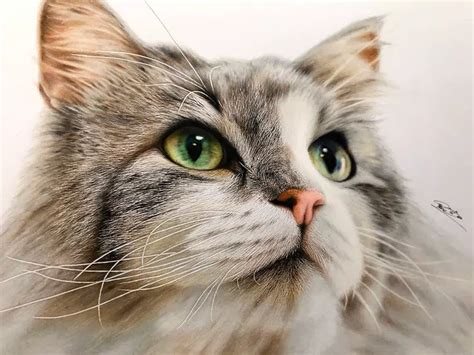 Cat Danbooru