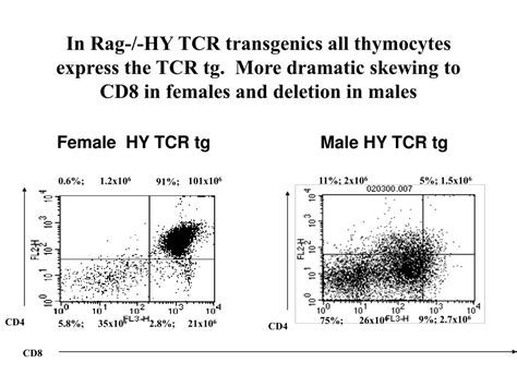 PPT T Cell Development PowerPoint Presentation Free Download ID 2139252