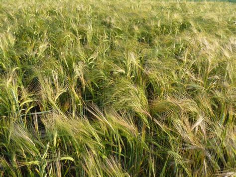 무료 이미지 들 대초원 식품 수확고 흙 농업 스파이크 목초지 호밀 보리밭 시리얼 생태계 논 꽃 피는 식물 영양 보리 삼백초