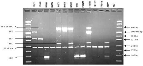 Agarose Gel Electrophoresis Of Pcr Products Amplified With The Modified Download Scientific