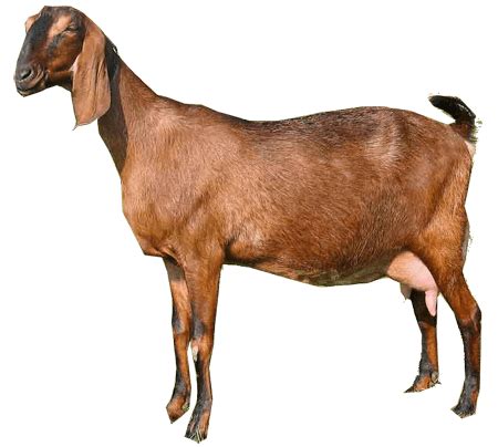 Purebred Spanish Goats