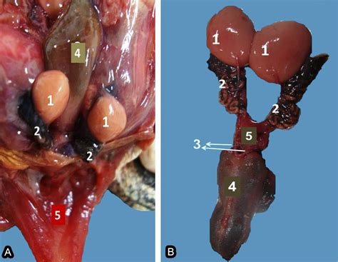 Turtle Reproductive Anatomy