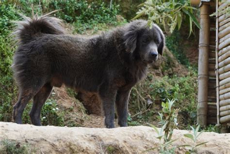 Himalayan Mountain Dogs Then And Now