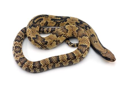 Water Python Care Guide Tips And Habitat Facts