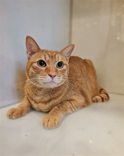 코리안숏헤어 으난이 고양이 책임무료분양 ♥ 강아지파양 고양이파양 유기견무료분양입양 아이조아요양보호소