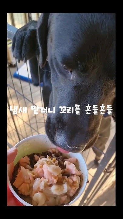 리트리버의 짜장면 먹방 강아지일상 개스타그램 레브라도리트리버 반려견 강아지 Youtube