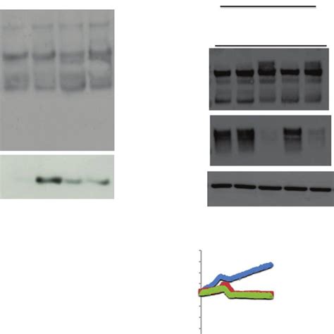 The Endosomally Targeted Sterol Linked Bace1 Inhibitor Reduces