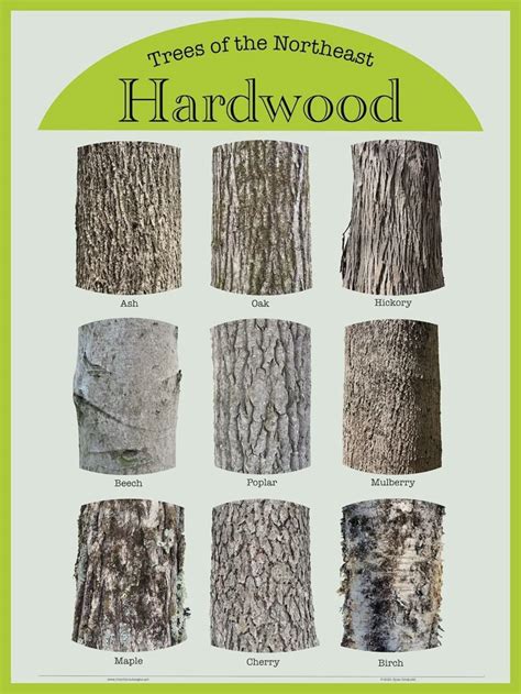 Trees Of The Northeast Hardwood Bark Poster 18x24 9 Unique Hardwood Tree Bark Photographs 9