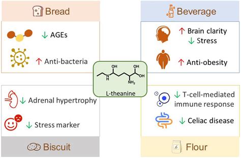 Frontiers L Theanine A Unique Functional Amino Acid In Tea Camellia