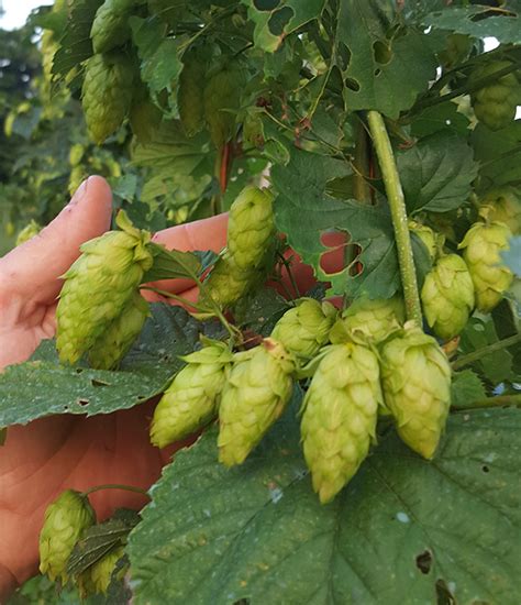 Sources For Hops Alpha Acid Unit Aau Testing For Ontario Hop Growers