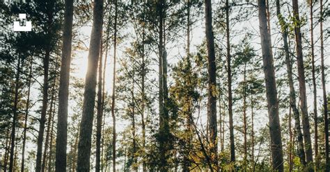 숲속의 나무 사이로 햇살이 빛난다 사진 Unsplash의 무료 벨로루시 이미지
