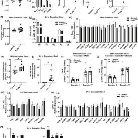 Increased Mtdna Point Mutations In Muscle Increase Mtdna Copy Number