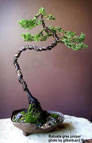 Literati Estilo Livre Bonsai Tree Care Juniper Bonsai Bonsai Garden