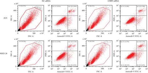 Cell Apoptosis And Microscopic Morphology Observation A B The Download Scientific Diagram