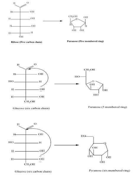 All Monosaccharides Containing Five Or Six Carbon Atoms Have A Open Chain Structuresb Pyranose