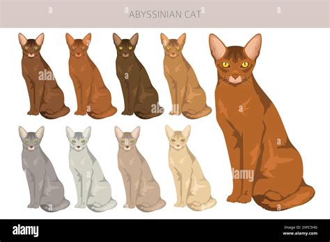 Abyssinian Cat Clipart All Coat Colors Set All Cat Breeds
