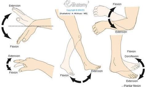 Flexion Extension Plantar Flexion Dorsiflexion Human Anatomy