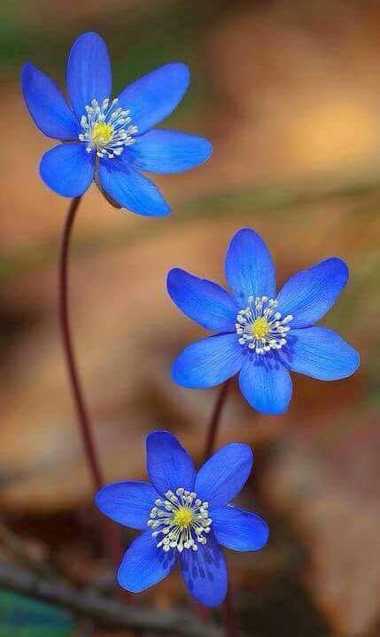 16 Flowers Ideas Flowers Flower Garden Beautiful Flowers