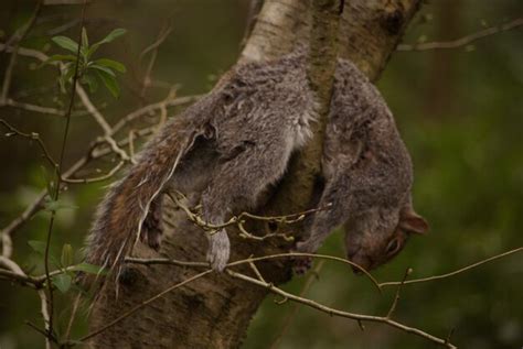 Premium Photo Close Up Of A Dead Squirrel