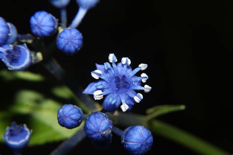 Hydrangea Hydrangeaceae