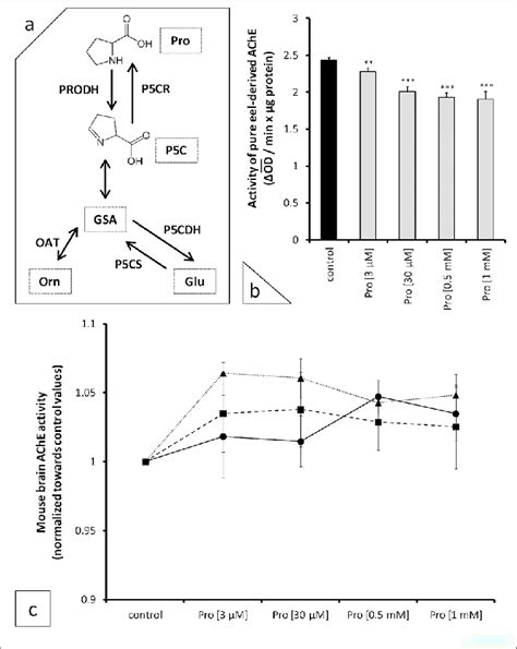 A Overview Of The Major Metabolic Pathway Of Proline Pro B