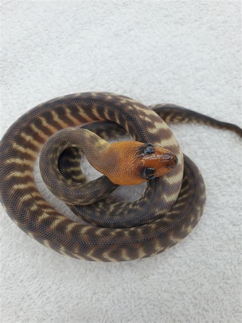 Woma Python By A And J Reptiles Morphmarket
