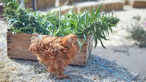 From The French Laundry To Cannabis Aaron Keefer Lands At Sonoma Hills